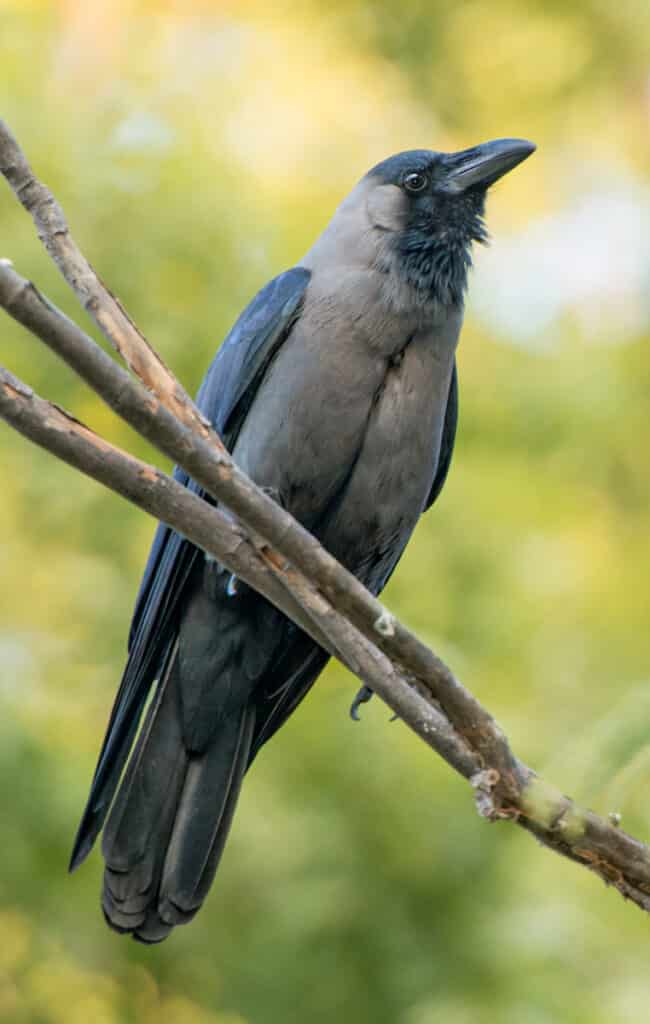 House Crow - Owen Deutsch Photography