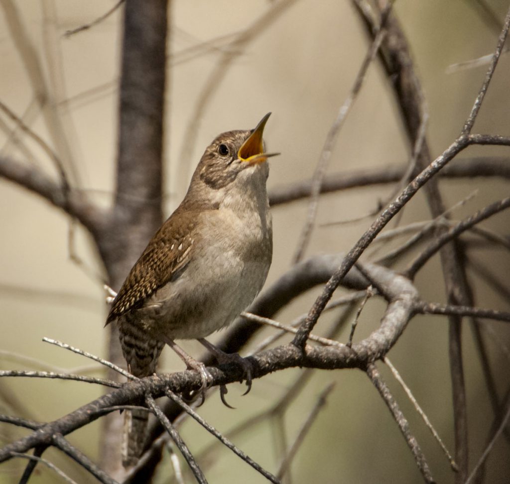Northern House Wren - Owen Deutsch Photography