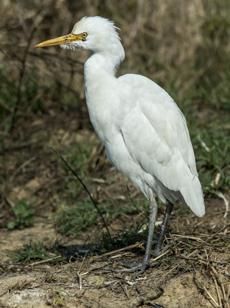 Intermediate Egret - Owen Deutsch Photography