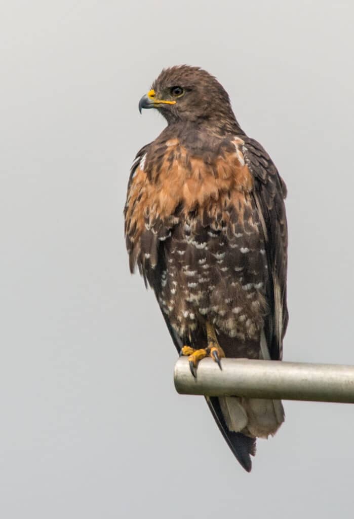 Jackal Buzzard - Owen Deutsch Photography