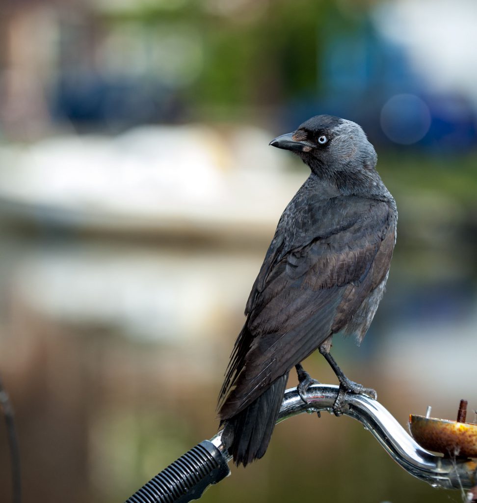 Eurasian Jackdaw - Owen Deutsch Photography