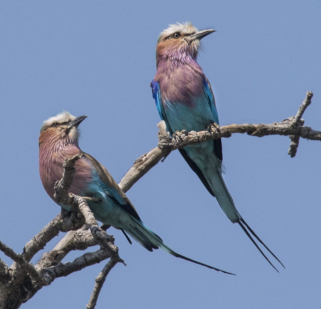 Lilac-breasted Roller - Owen Deutsch Photography