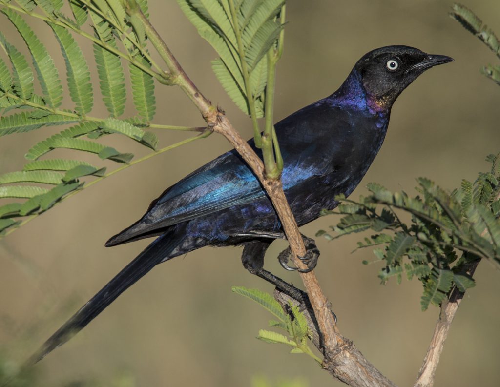 Ruppell's Starling - Owen Deutsch Photography