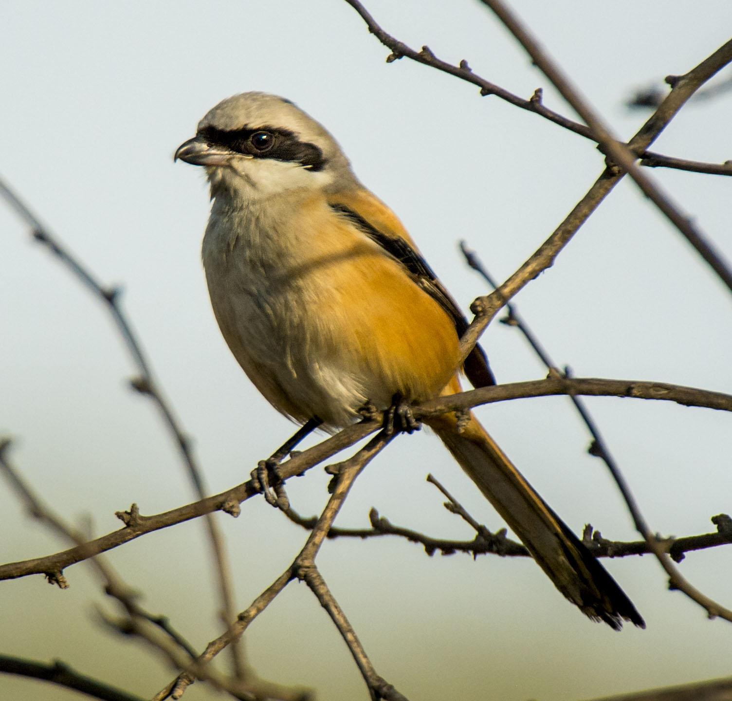 Long-tailed Shrike - Owen Deutsch Photography