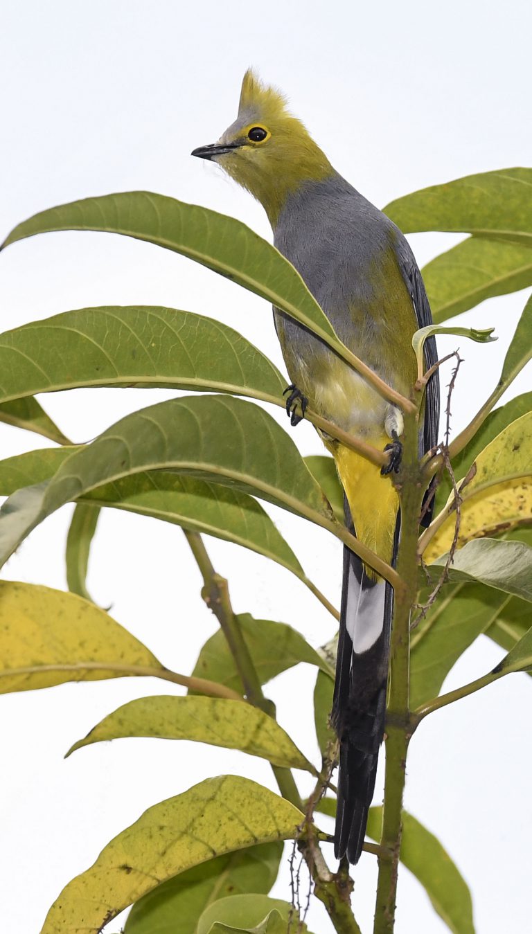 Long-tailed Silky Flycatcher | Panama Birds | Passerine