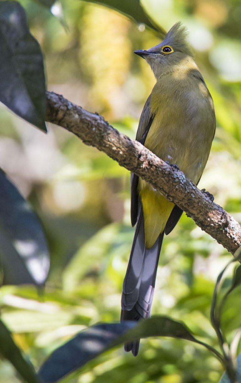 Long-tailed Silky Flycatcher | Perching Bird | Quetzal Trail