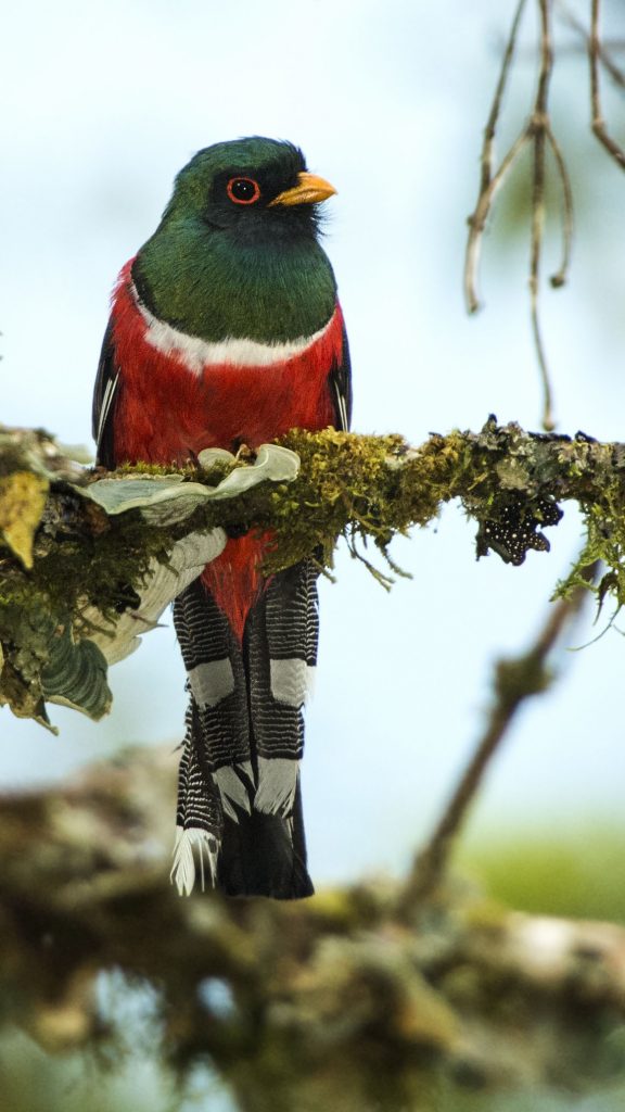 Masked Trogon | Colorful Birds | Wildlife Photography