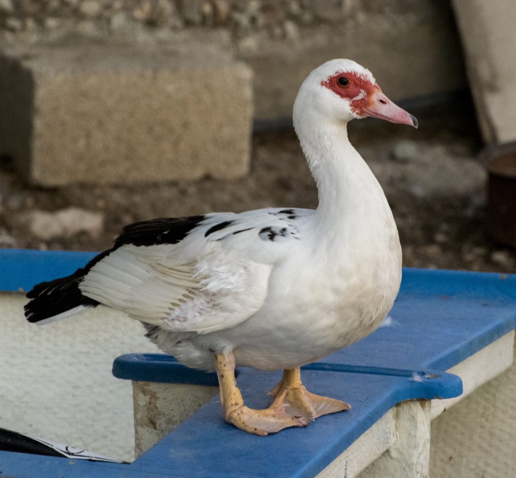 Muscovy Duck - Owen Deutsch Photography