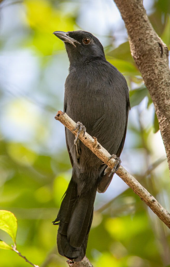Northern Black Flycatcher - Owen Deutsch Photography