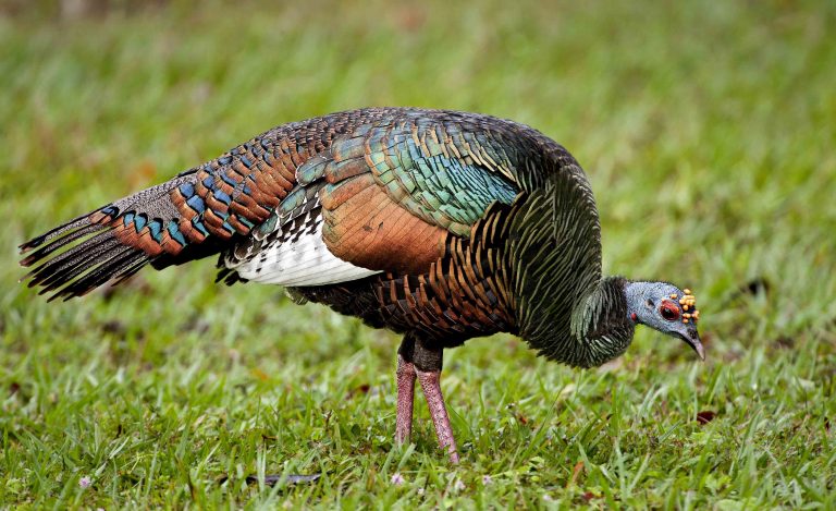 Ocellated Turkey | Bird Watching | Photography | Birding | Photography