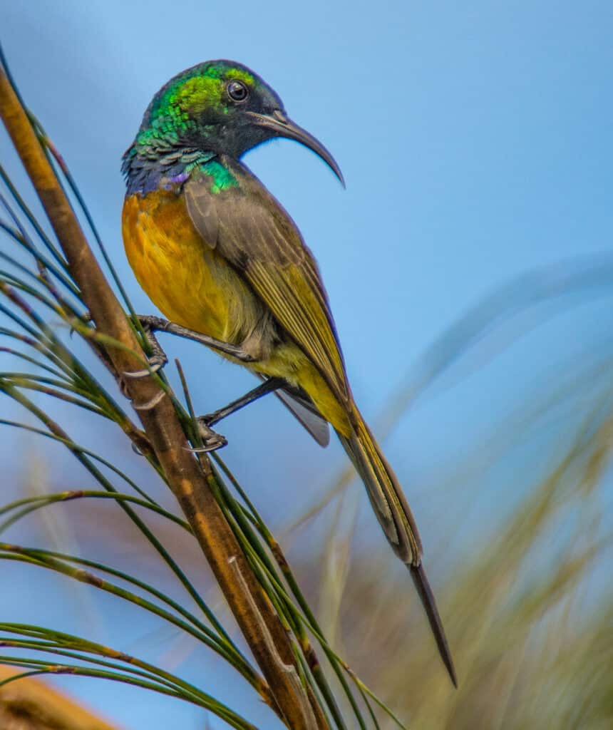 Orange-breasted Sunbird - Owen Deutsch Photography