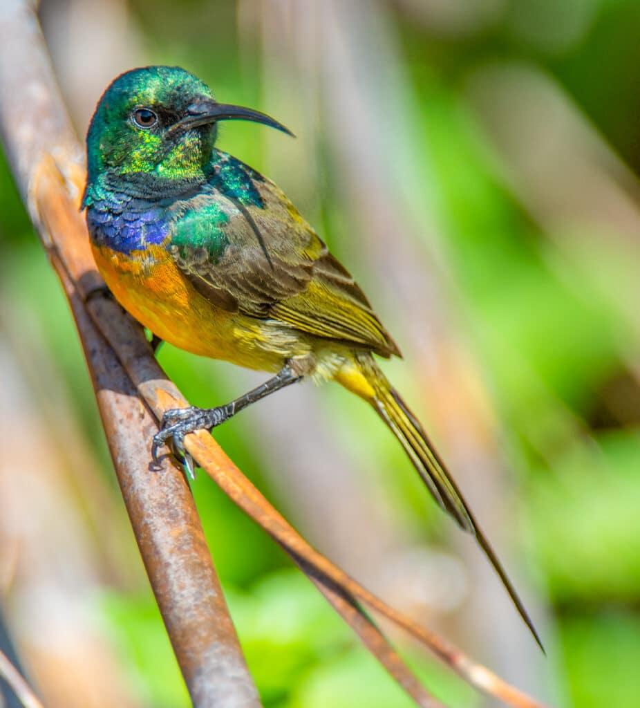 Orange-breasted Sunbird - Owen Deutsch Photography