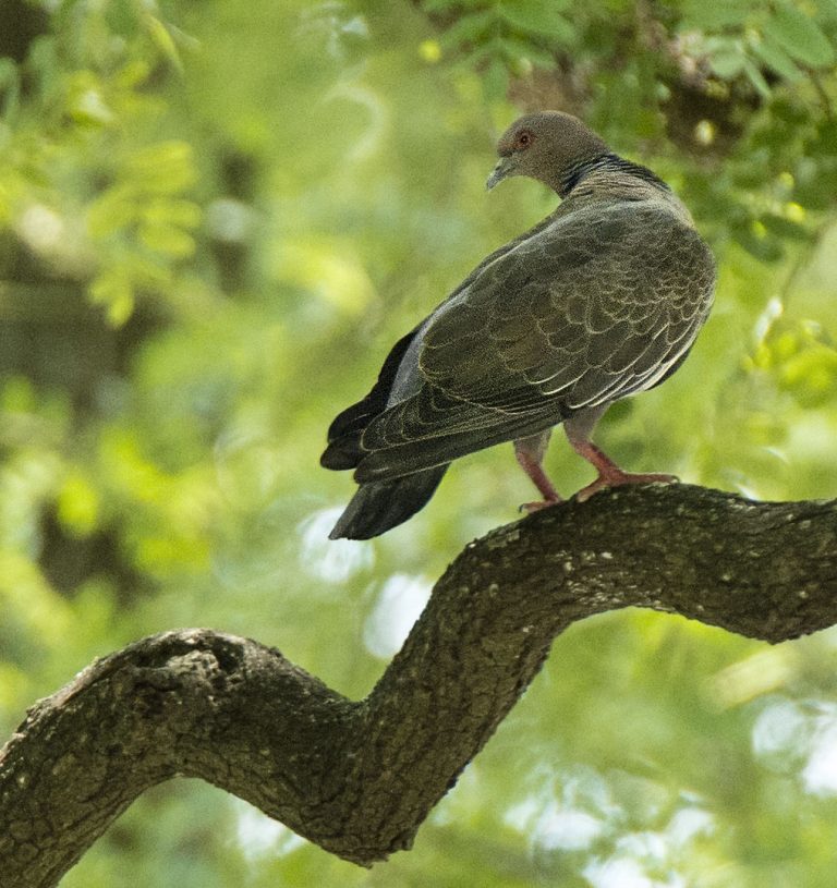 Picazuro Pigeon - Owen Deutsch Photography
