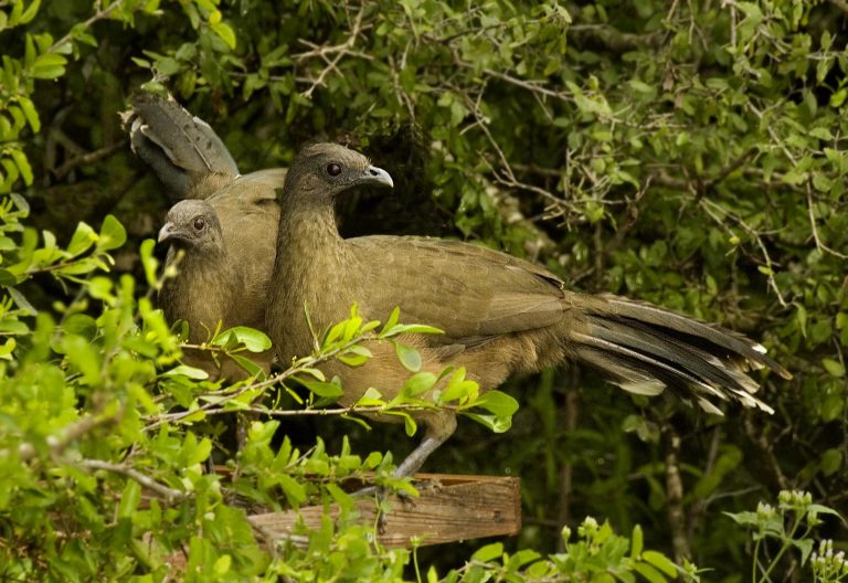 Plain Chachalaca - Owen Deutsch Photography
