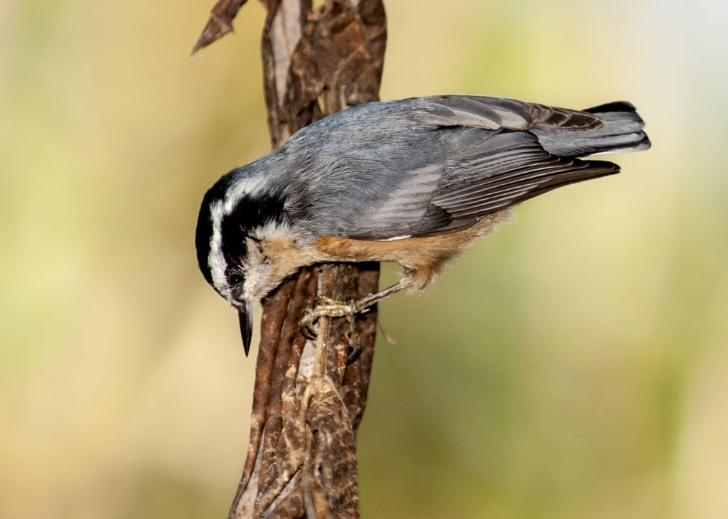 Red-breasted Nuthatch - Owen Deutsch Photography