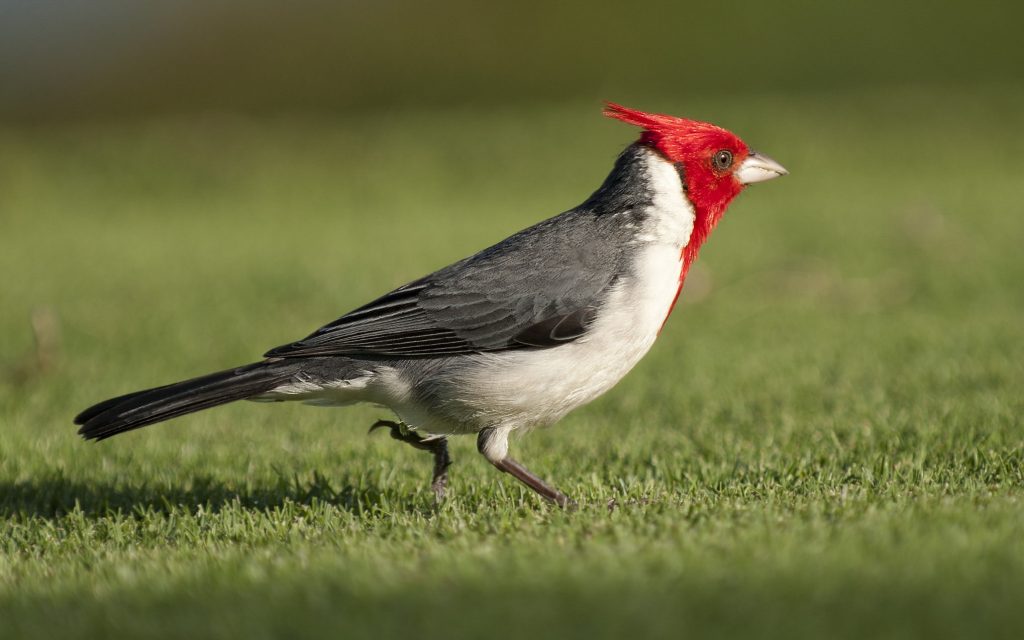 Red-crested Cardinal - Owen Deutsch Photography