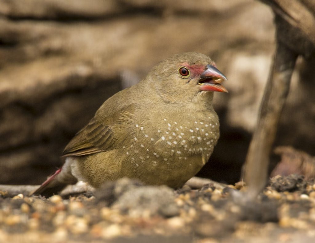 Red-billed Firefinch - Owen Deutsch Photography