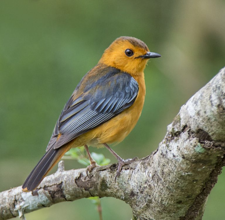 Red-capped Robin-chat - Owen Deutsch Photography