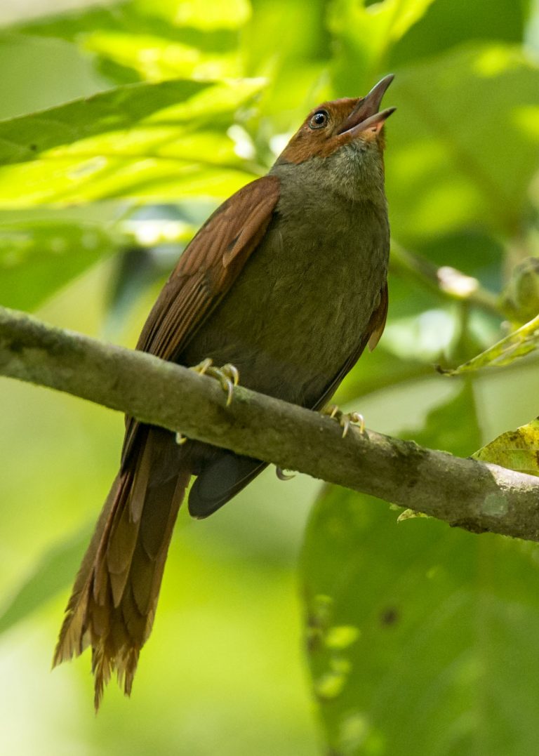 Red-faced Spinetail - Owen Deutsch Photography
