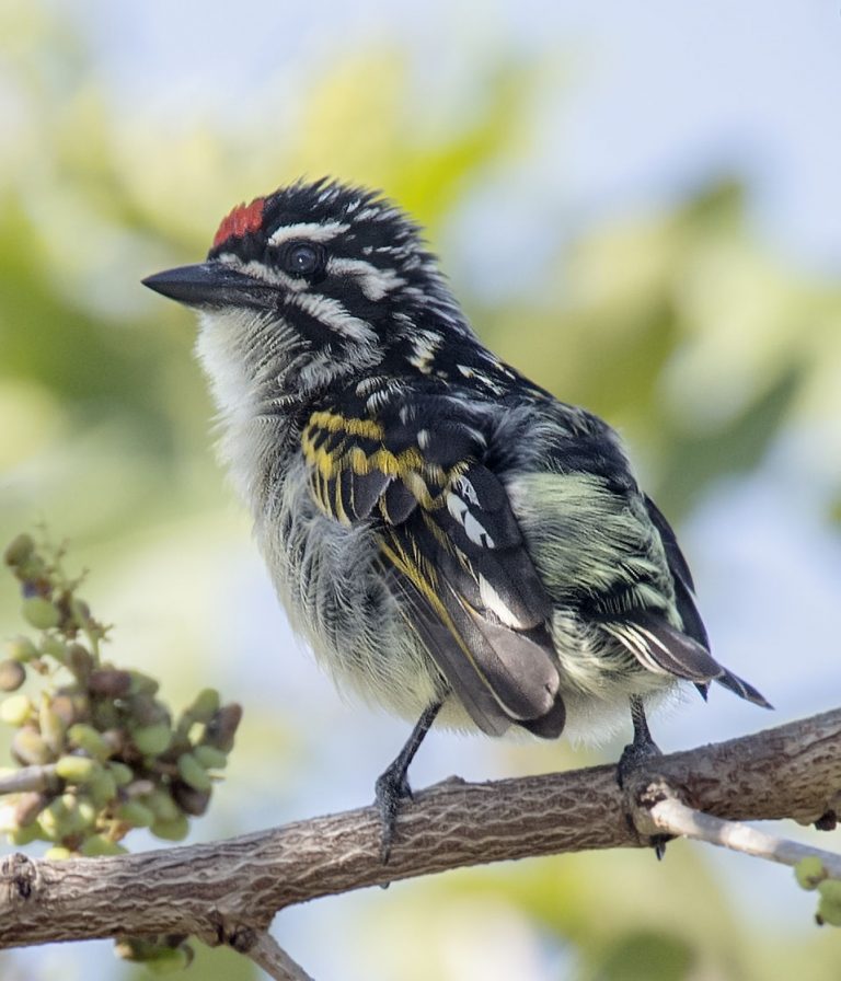 Northern Red-fronted Tinkerbird - Owen Deutsch Photography