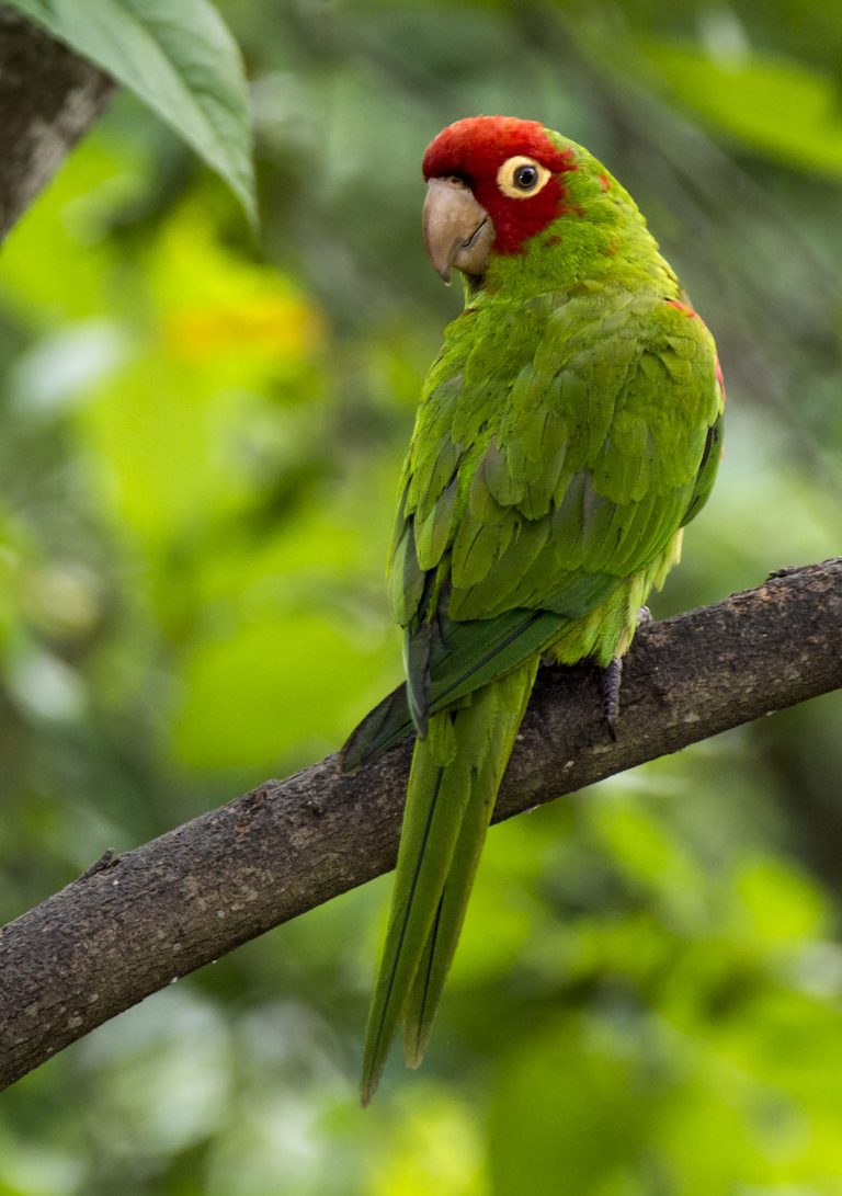 Red-masked Parakeet - Owen Deutsch Photography