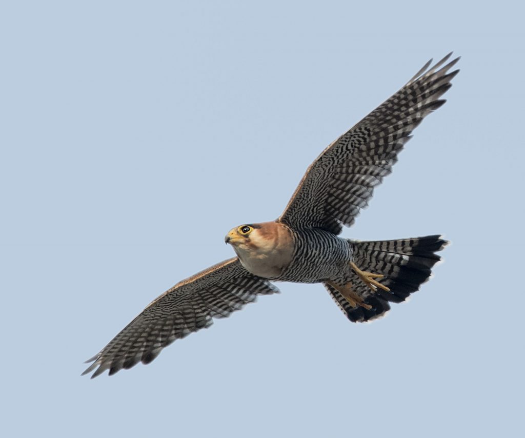 Red-necked Falcon - Owen Deutsch Photography