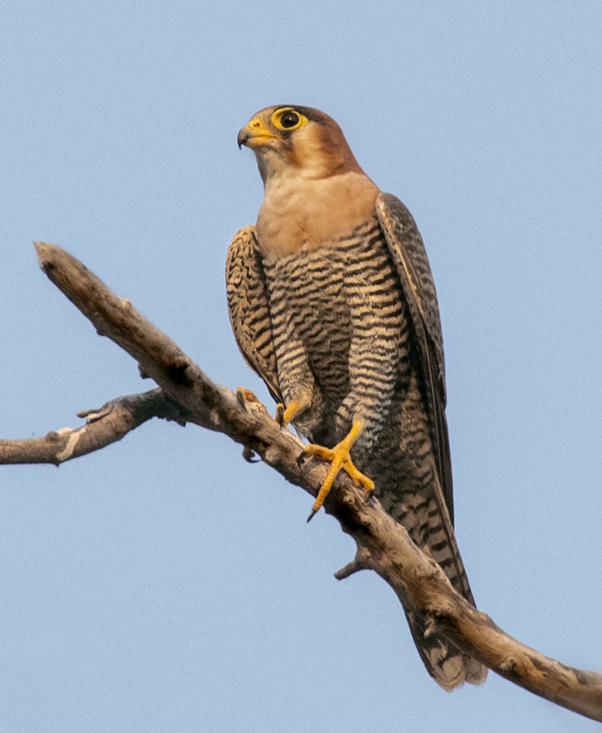 Red-necked Falcon - Owen Deutsch Photography