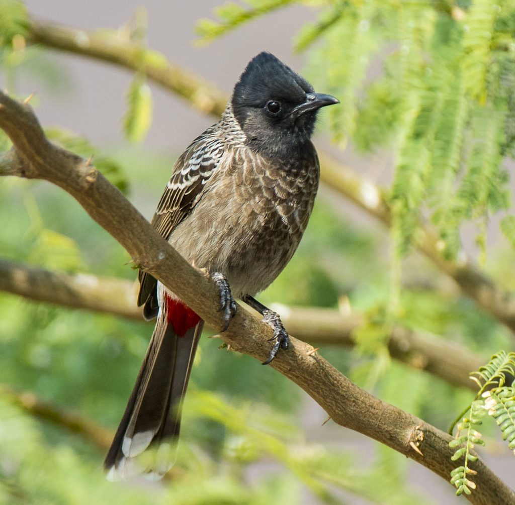 Red-vented Bulbul - Owen Deutsch Photography