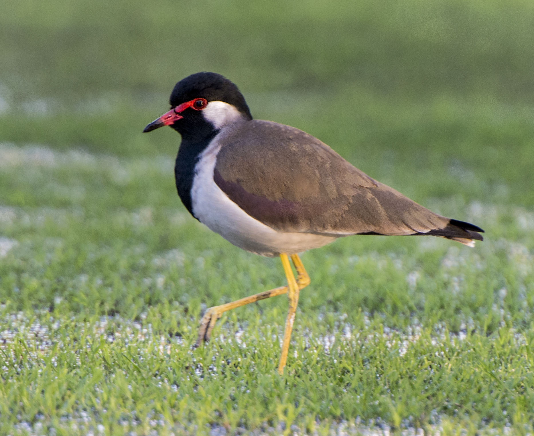 Red-wattled Lapwing - Owen Deutsch Photography