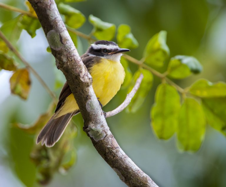 Rusty-margined Flycatcher - Owen Deutsch Photography