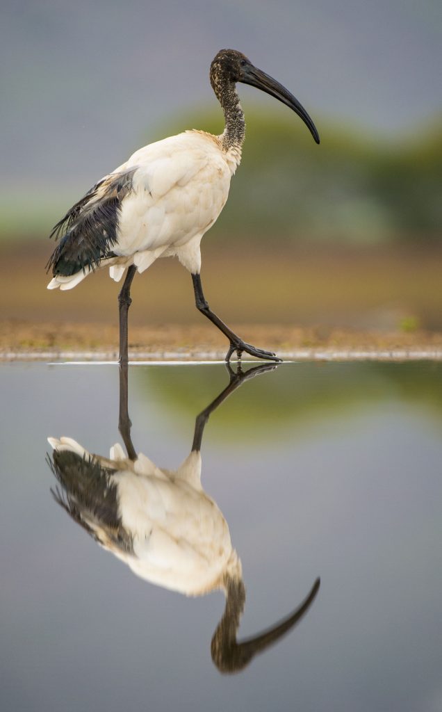 African Sacred Ibis | Ornithology | Nature Photographer
