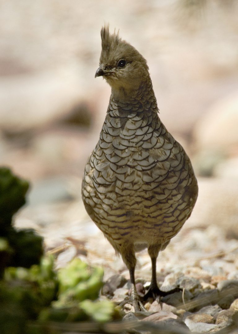 Scaled Quail - Owen Deutsch Photography