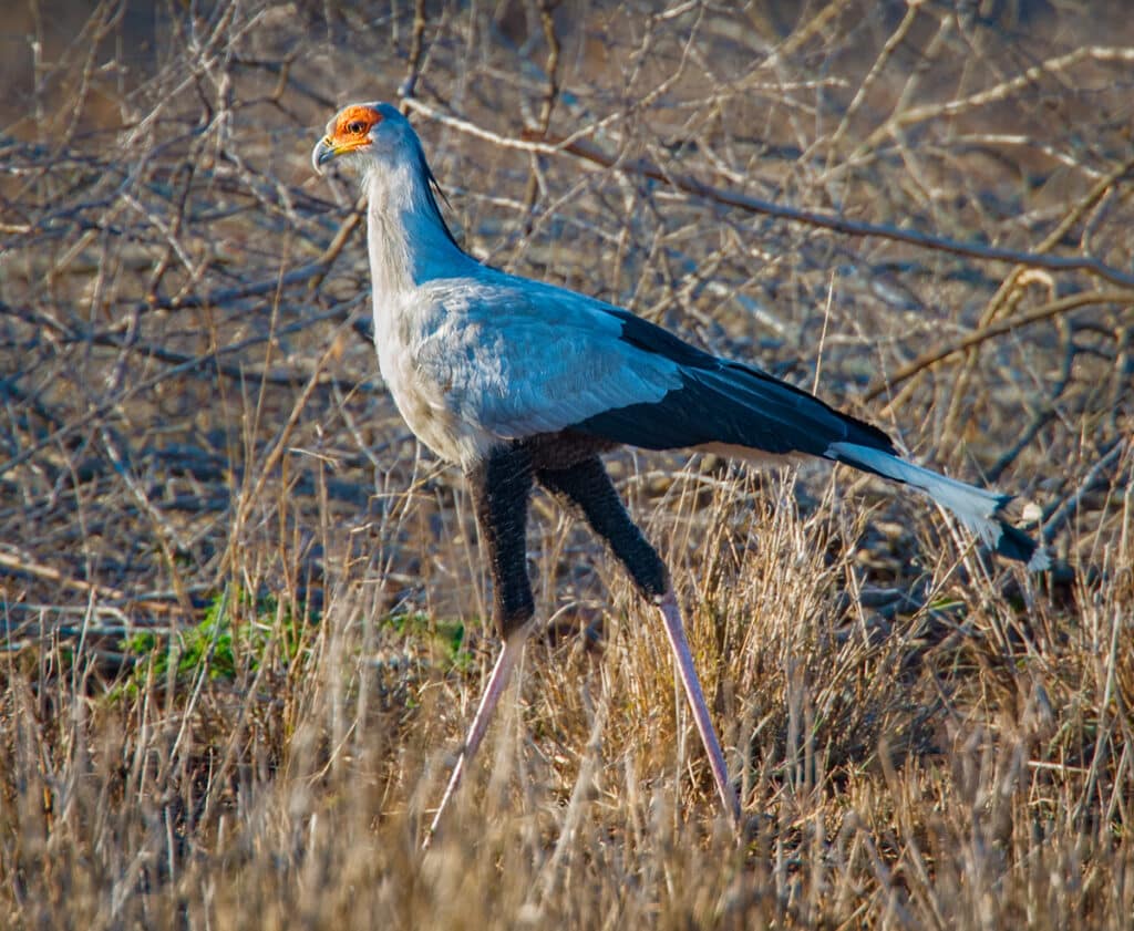 Secretarybird - Owen Deutsch Photography
