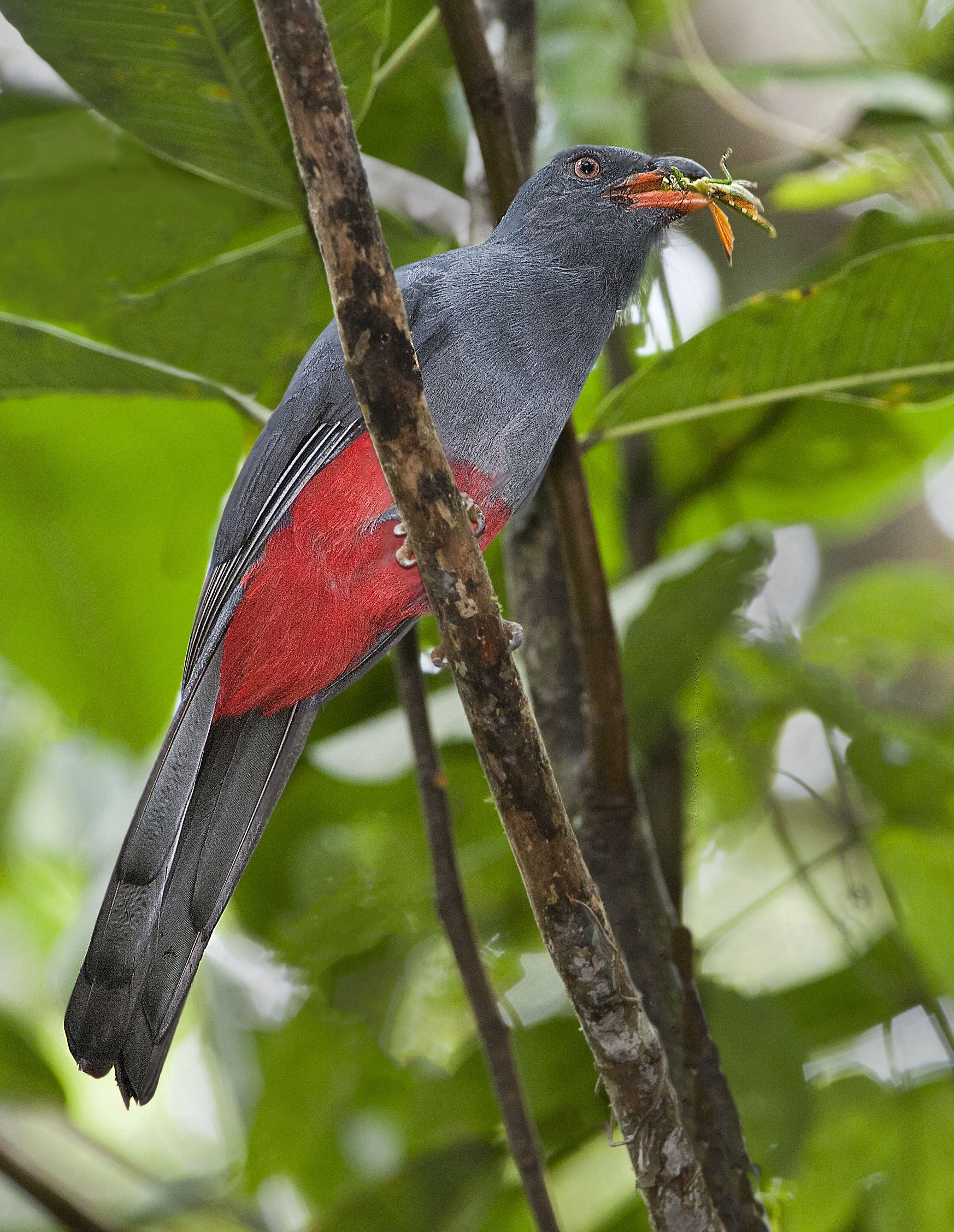 Slaty-tailed Trogon - Owen Deutsch Photography