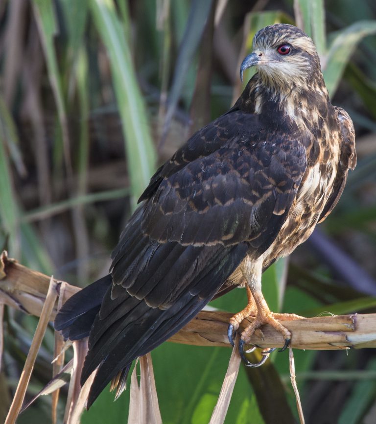 Snail Kite - Owen Deutsch Photography
