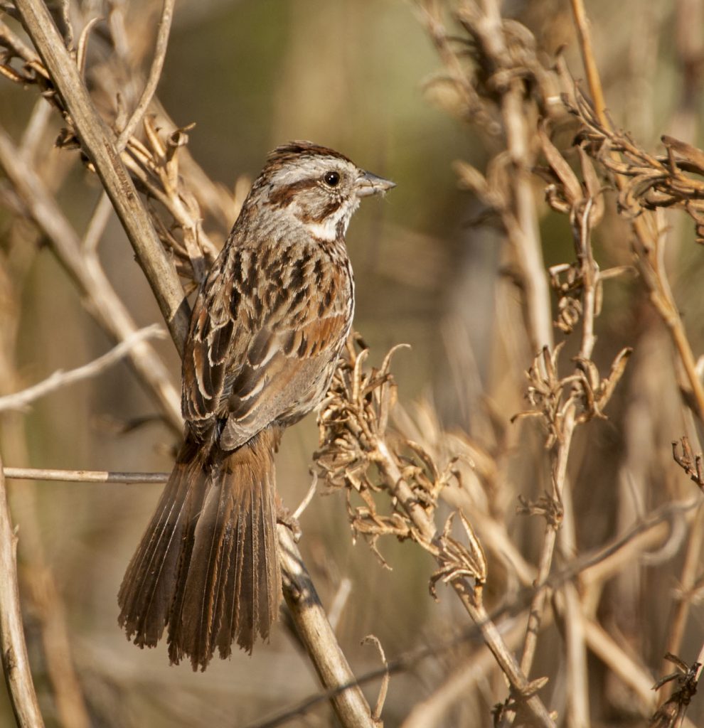 Song Sparrow - Owen Deutsch Photography
