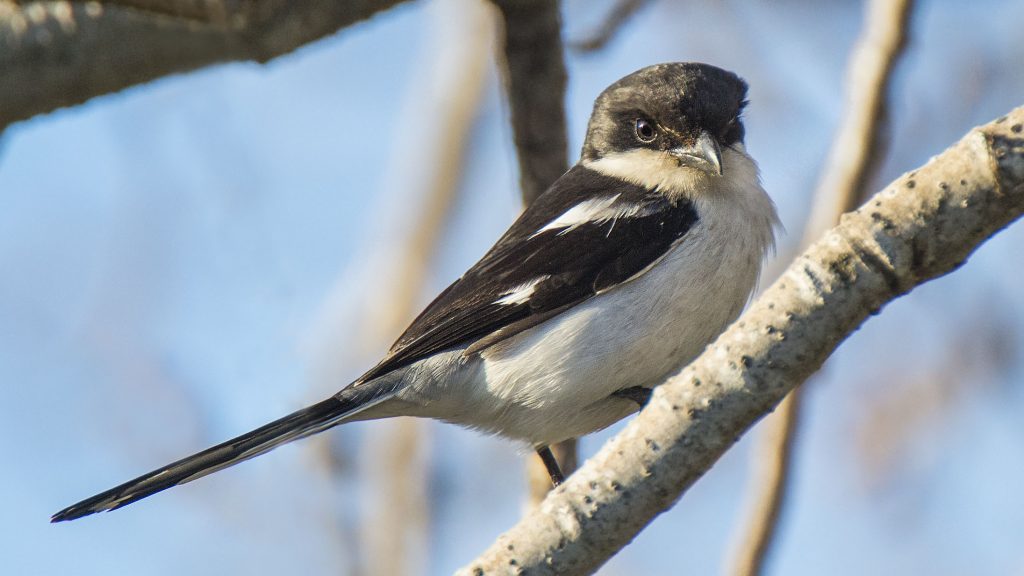 Southern Fiscal - Owen Deutsch Photography