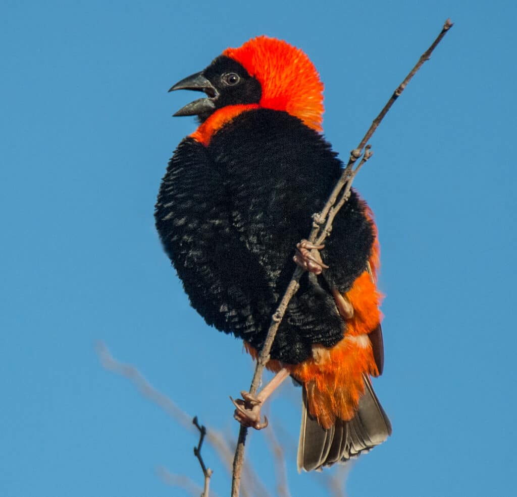 Southern Red Bishop - Owen Deutsch Photography