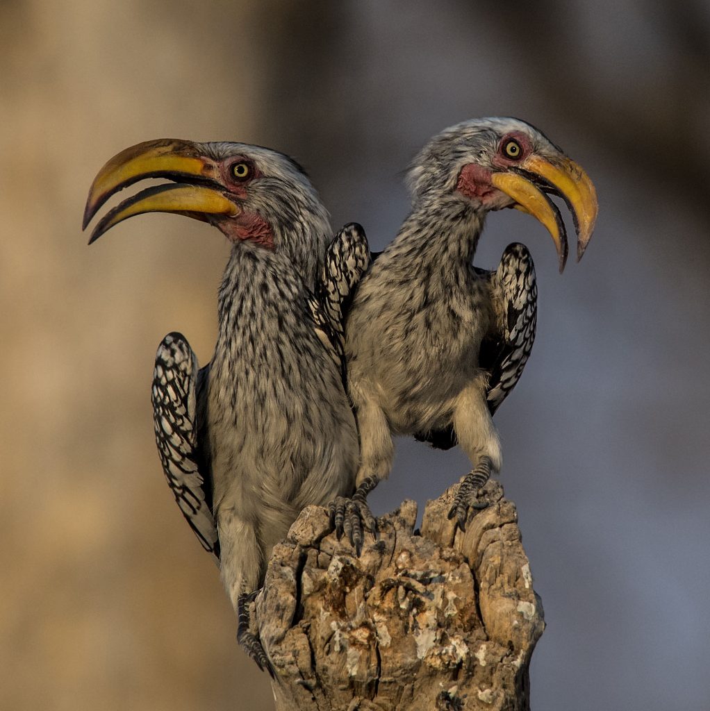 Southern Yellow-billed Hornbill - Owen Deutsch Photography