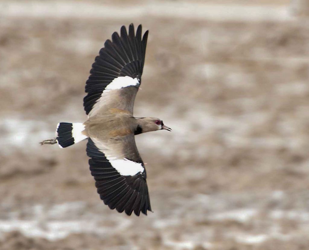 Southern Lapwing - Owen Deutsch Photography