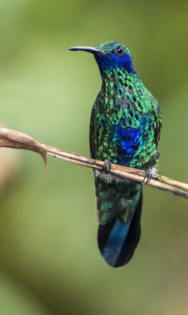 Sparkling Violetear - Owen Deutsch Photography