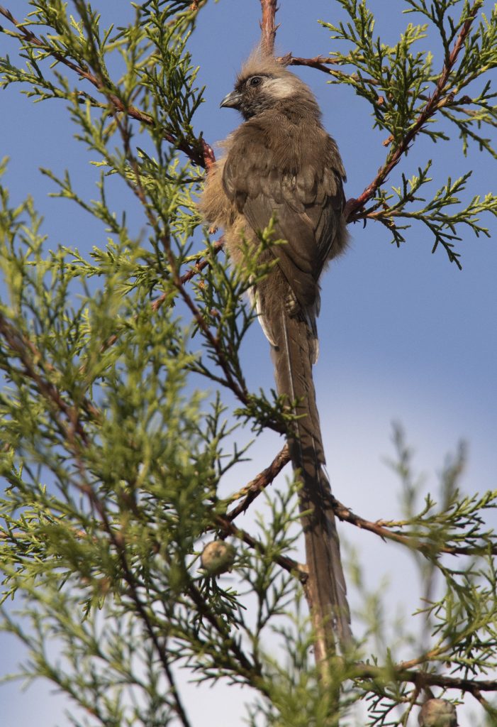 Speckled Mousebird - Owen Deutsch Photography