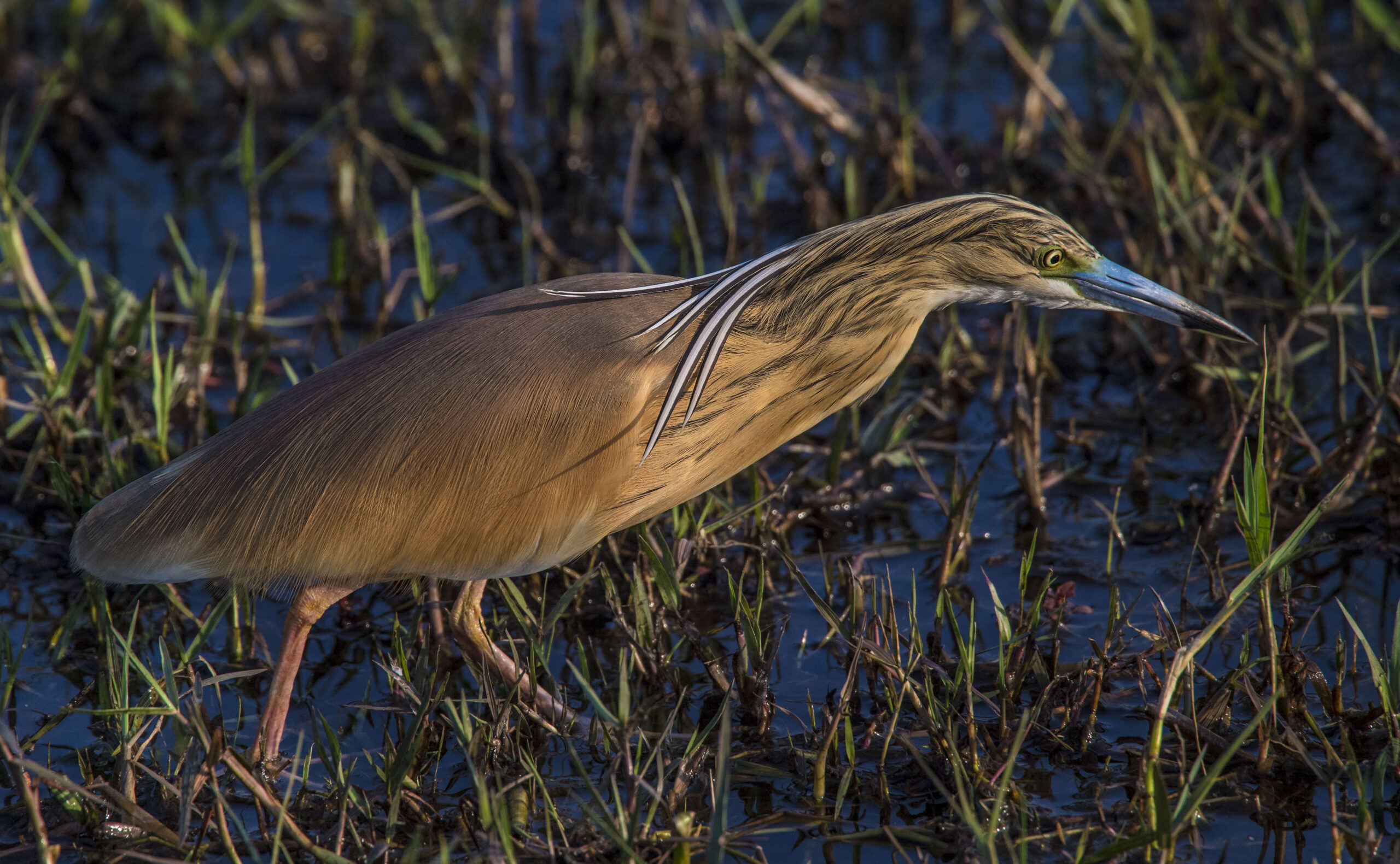 Squacco Heron - Owen Deutsch Photography