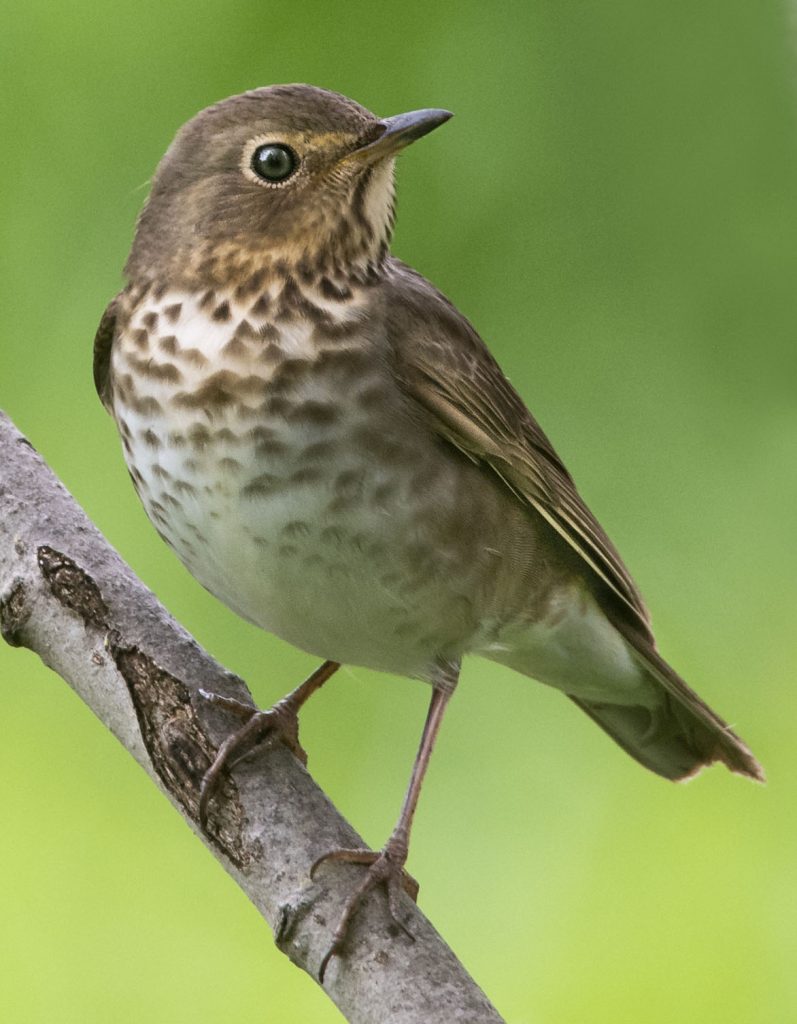 Swainson's Thrush - Owen Deutsch Photography