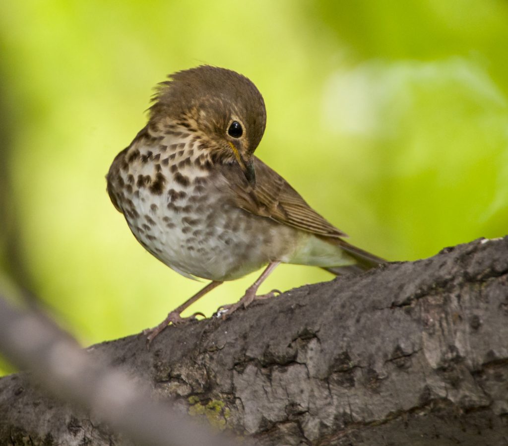 Swainson's Thrush - Owen Deutsch Photography
