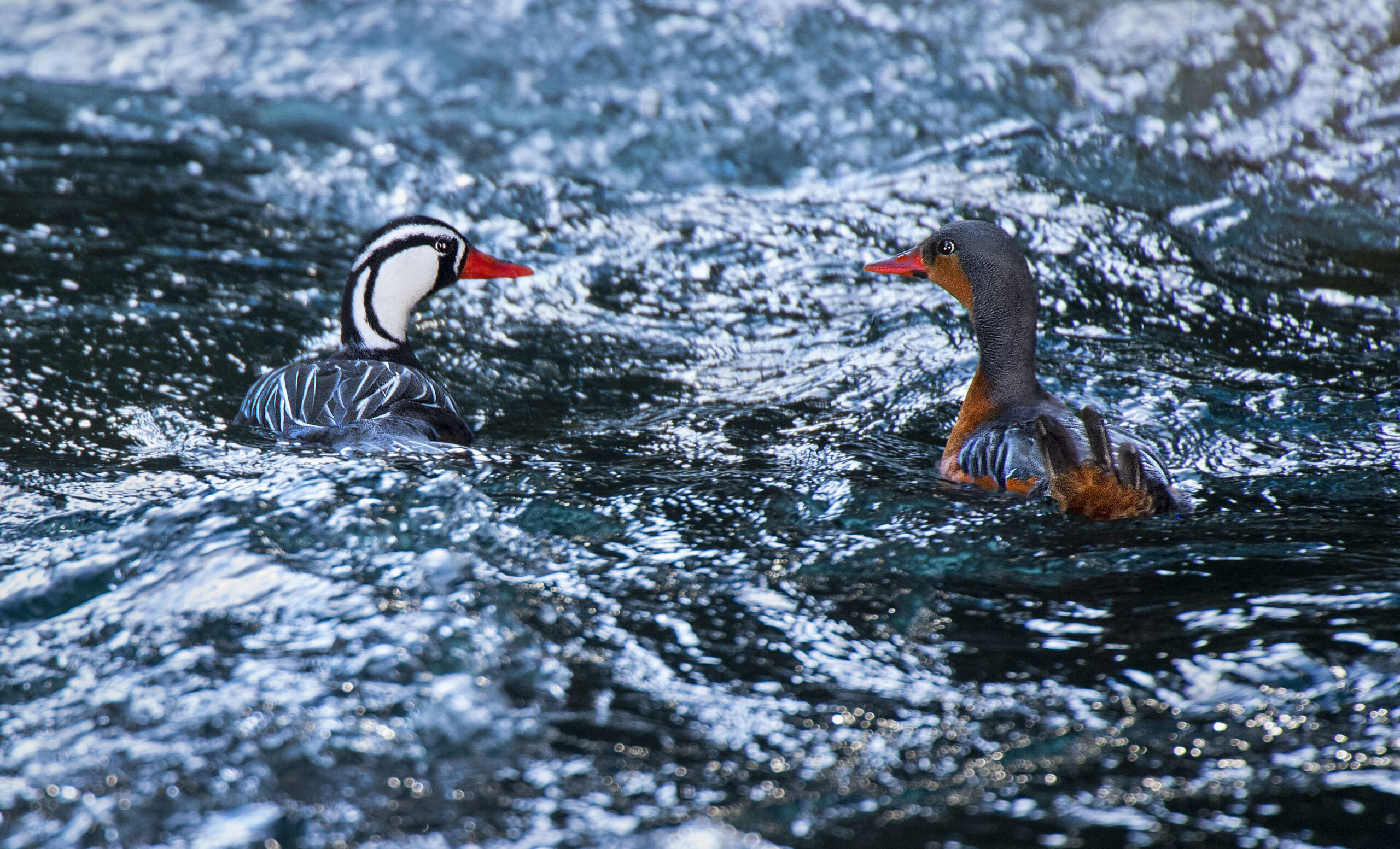 Torrent Duck - Owen Deutsch Photography