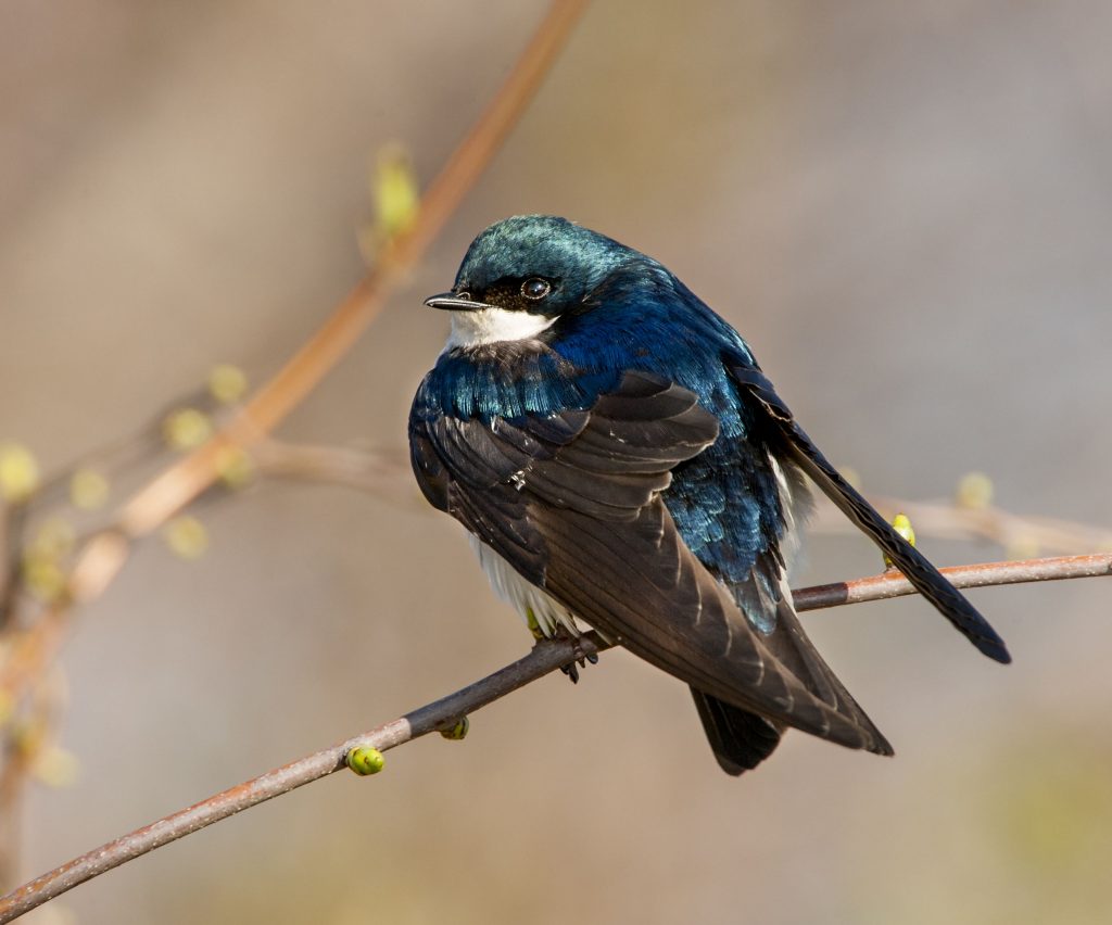 Tree Swallow - Owen Deutsch Photography