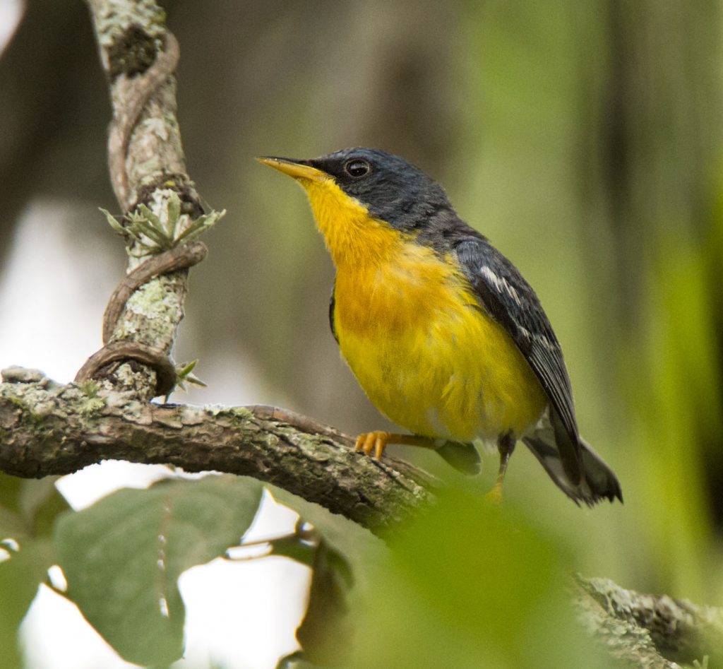Tropical Parula - Owen Deutsch Photography