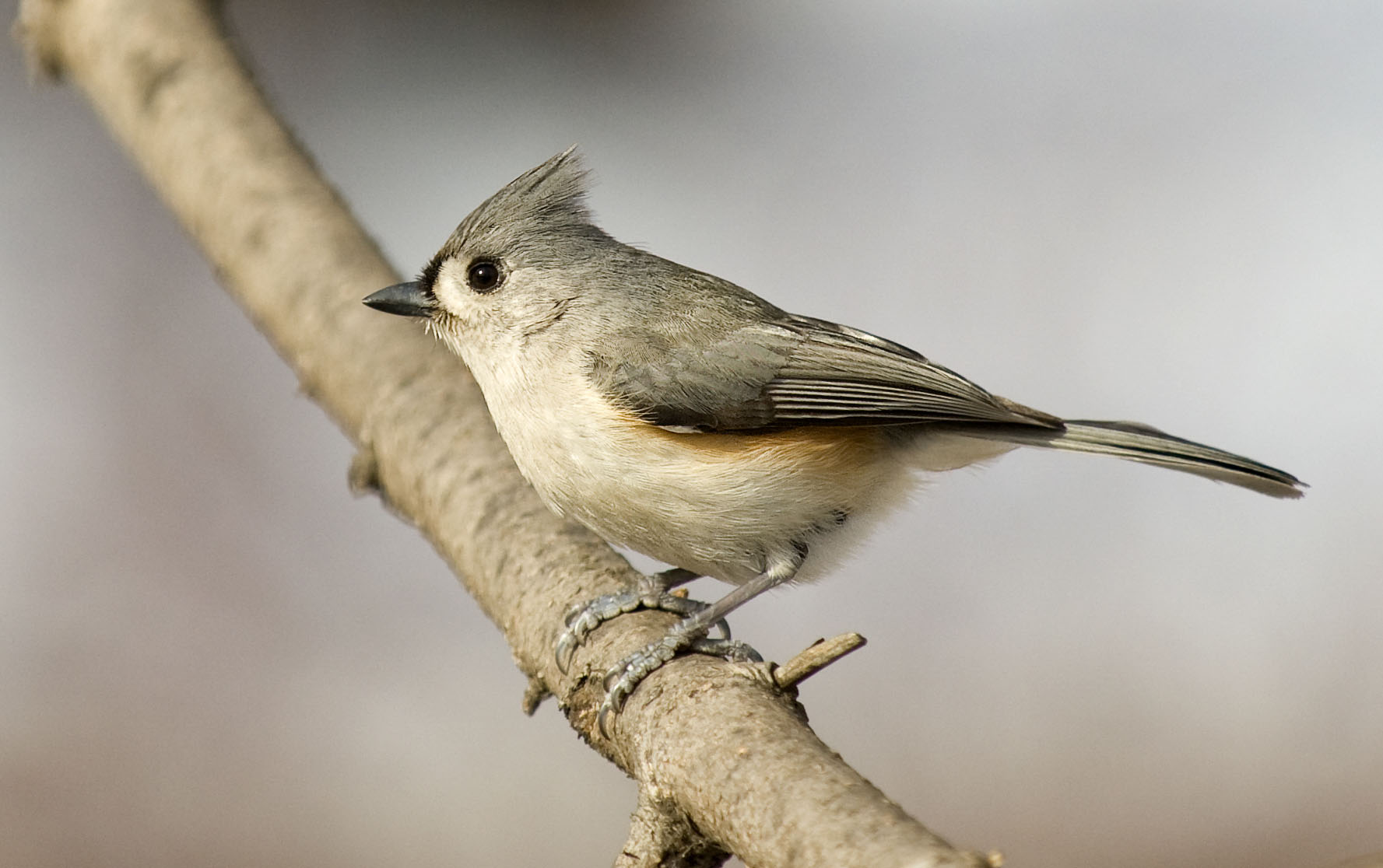 Tufted Titmouse - Owen Deutsch Photography