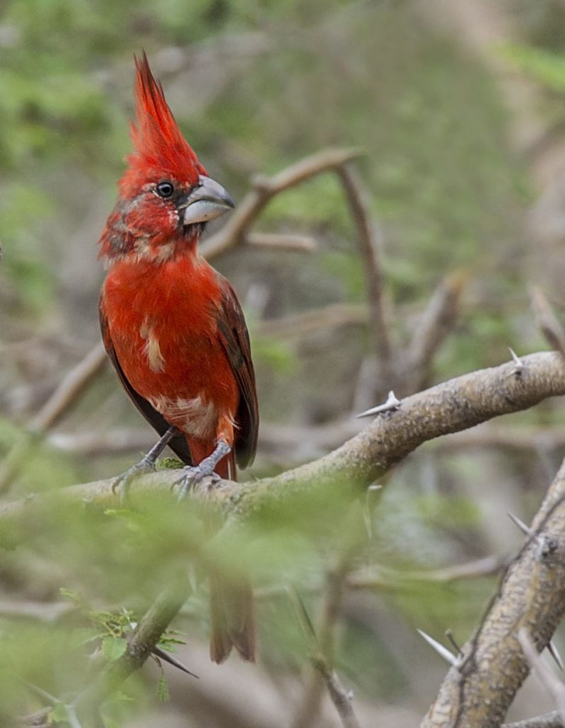 Vermilion Cardinal - Owen Deutsch Photography